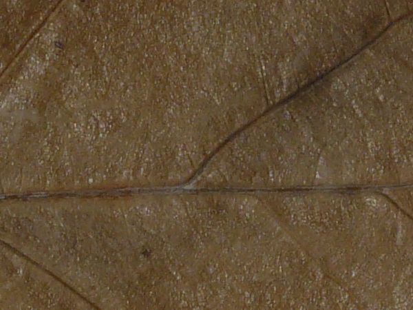 texture 0009 - Texturelib